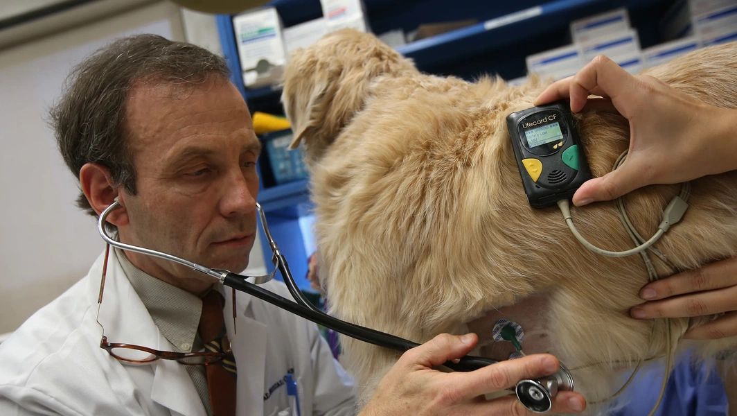 15 hidden pet expenses every owner should plan for