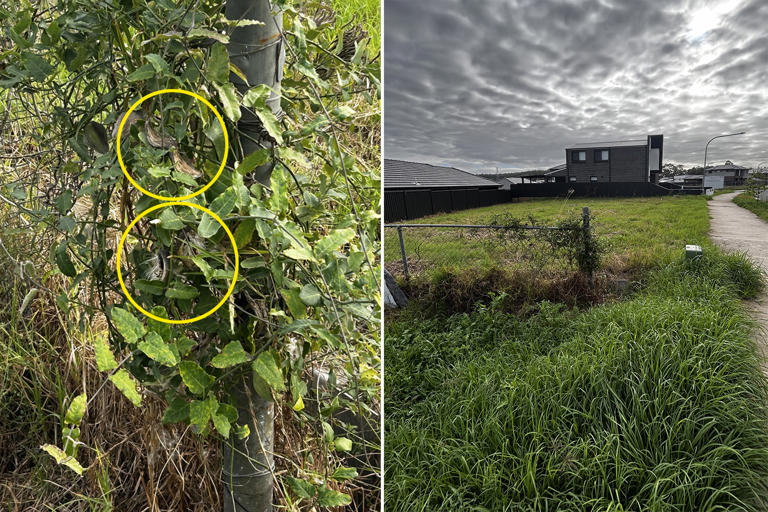 Residents oblivious to toxic threat living on vacant block next door ...