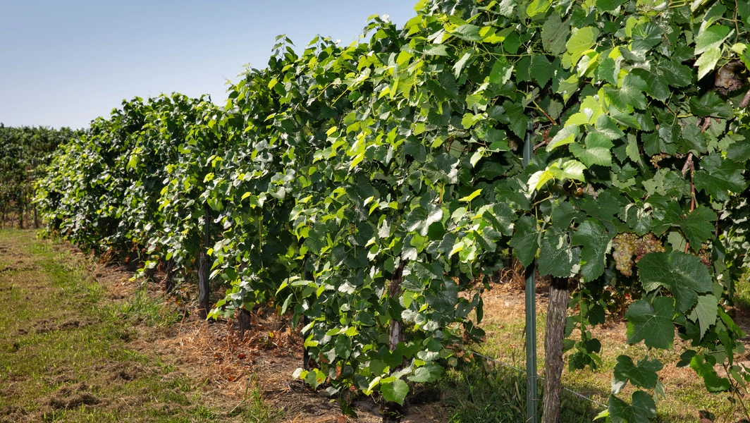 Hermann, Missouri’s German heritage and wine legacy
