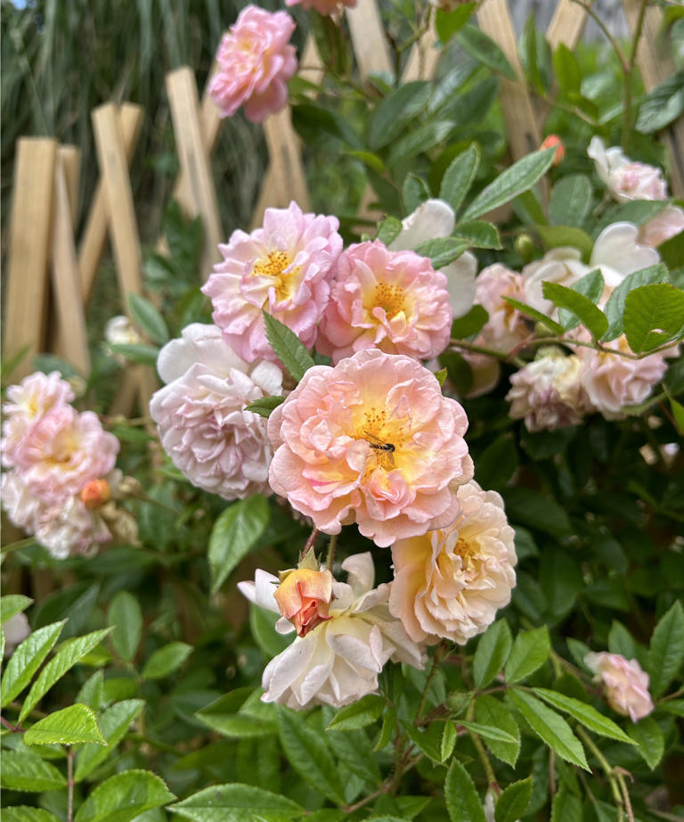 What your rambling rose needs in June for prolific clusters of blooms ...