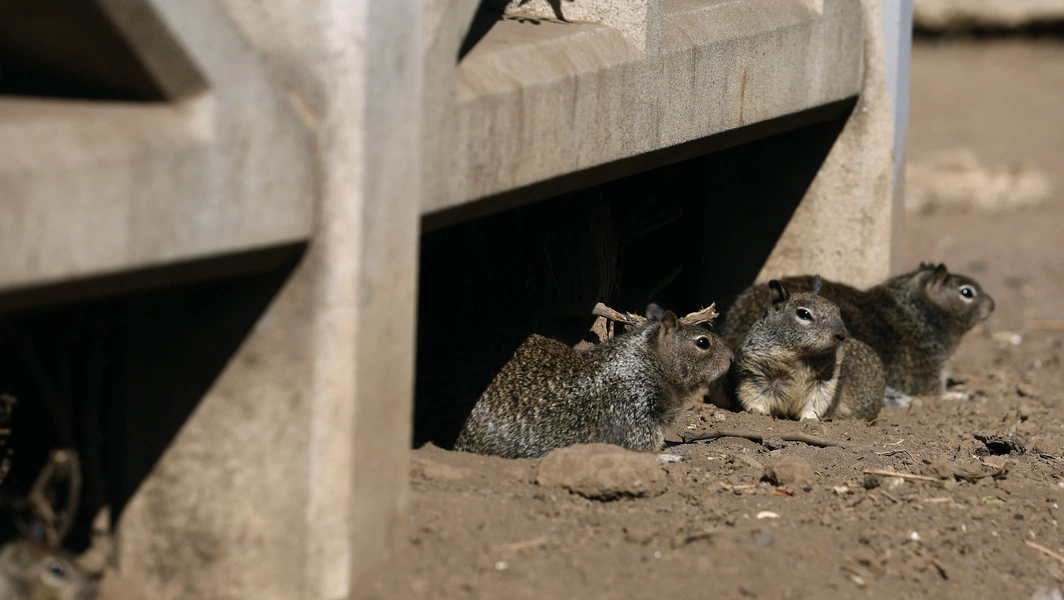 15 natural scents that repel chipmunks and squirrels
