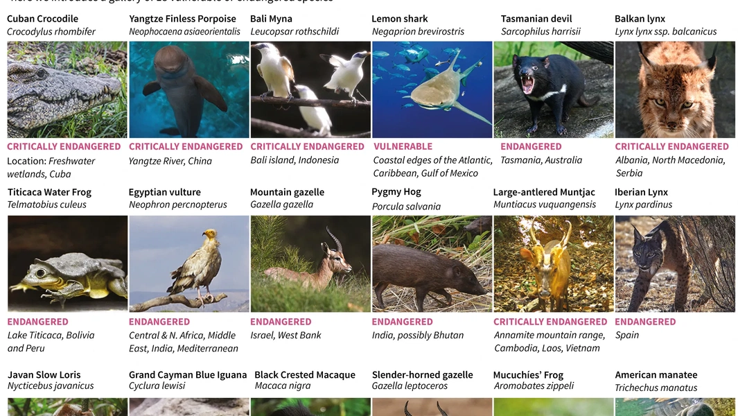 12 critically endangered animals facing extinction