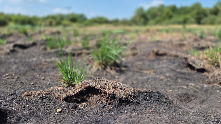 Meadow rises from the ashes a year after fire