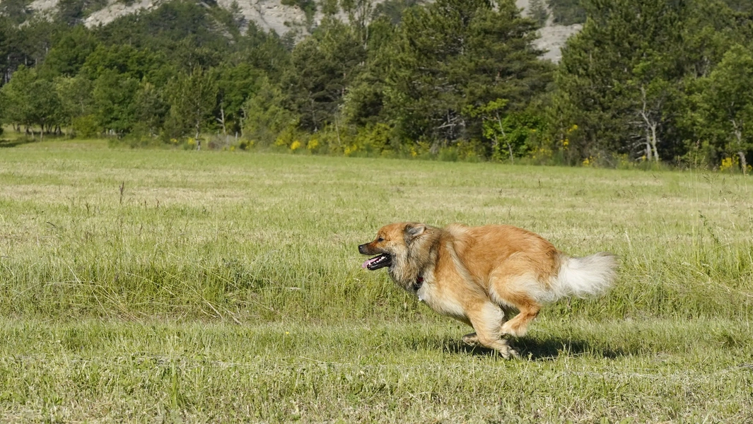 11 dog breeds prone to overheating in warm weather