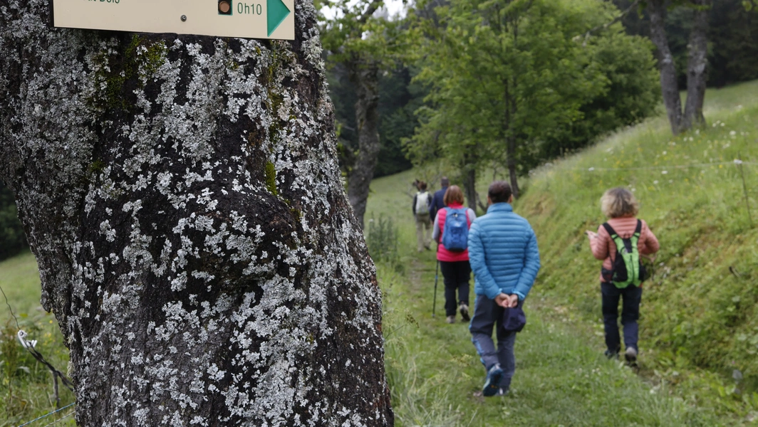 Global research links nature therapy to resilience and recovery