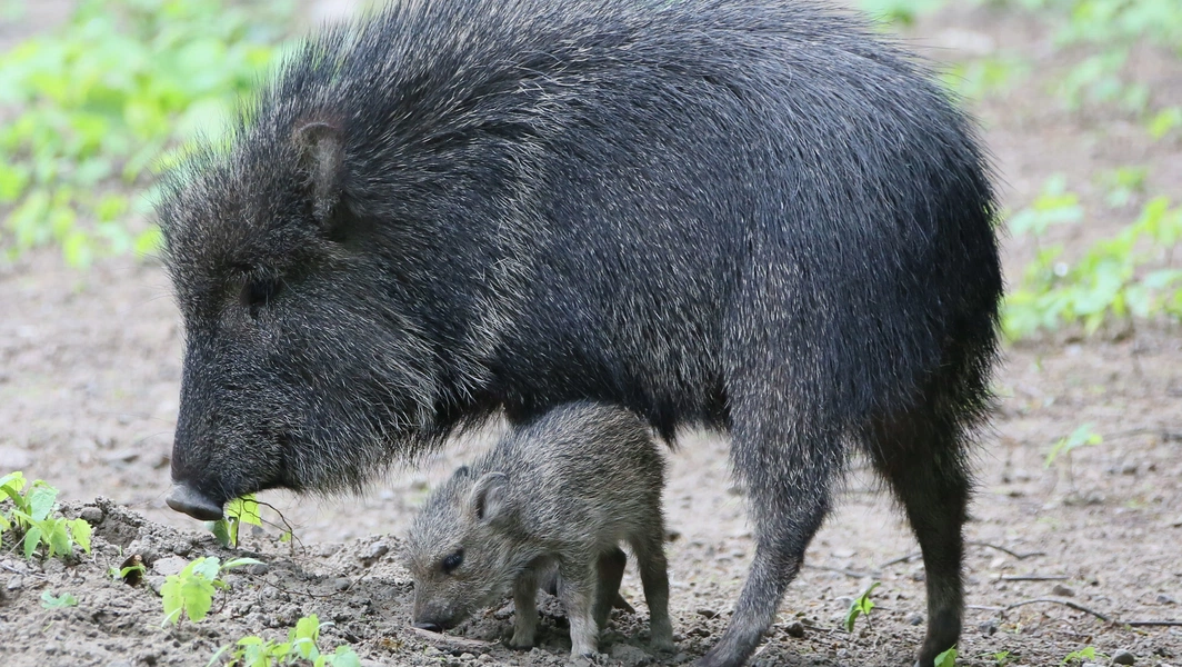 5 remarkable animals rediscovered after extinction fears