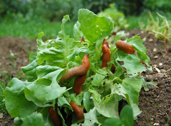 I asked 5 experts for the best natural methods to deter slugs from gardens