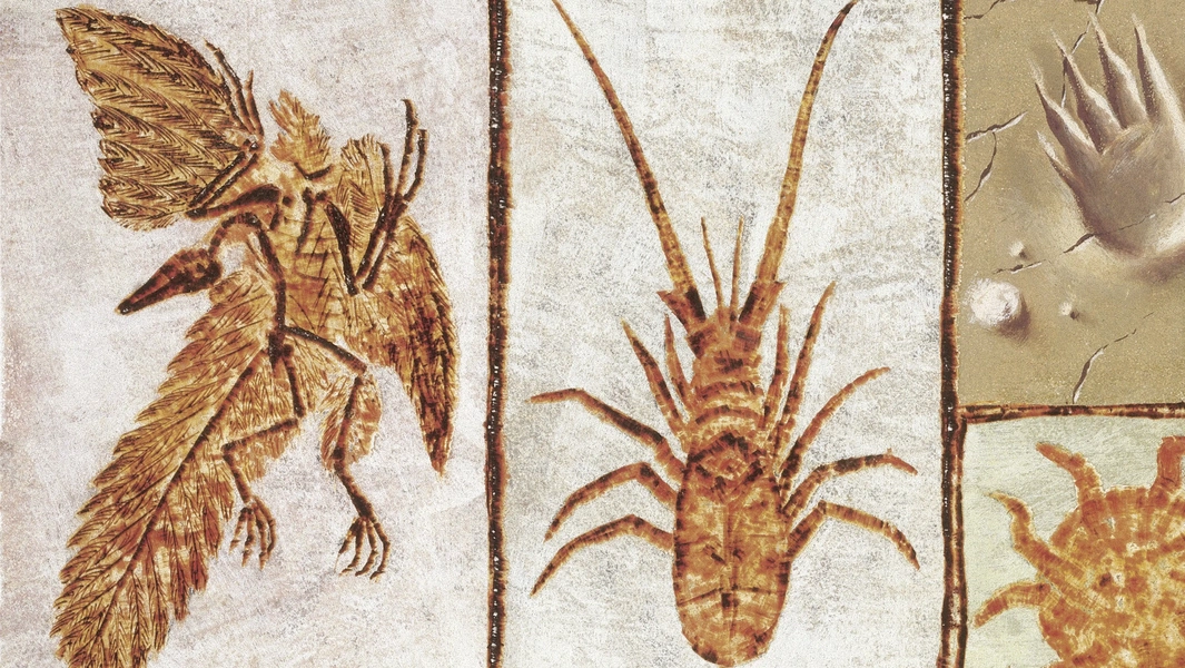Fossils show early land vertebrates skipped tadpole stage