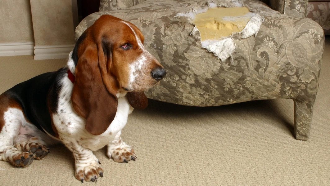 Understanding clingy dog behavior and care