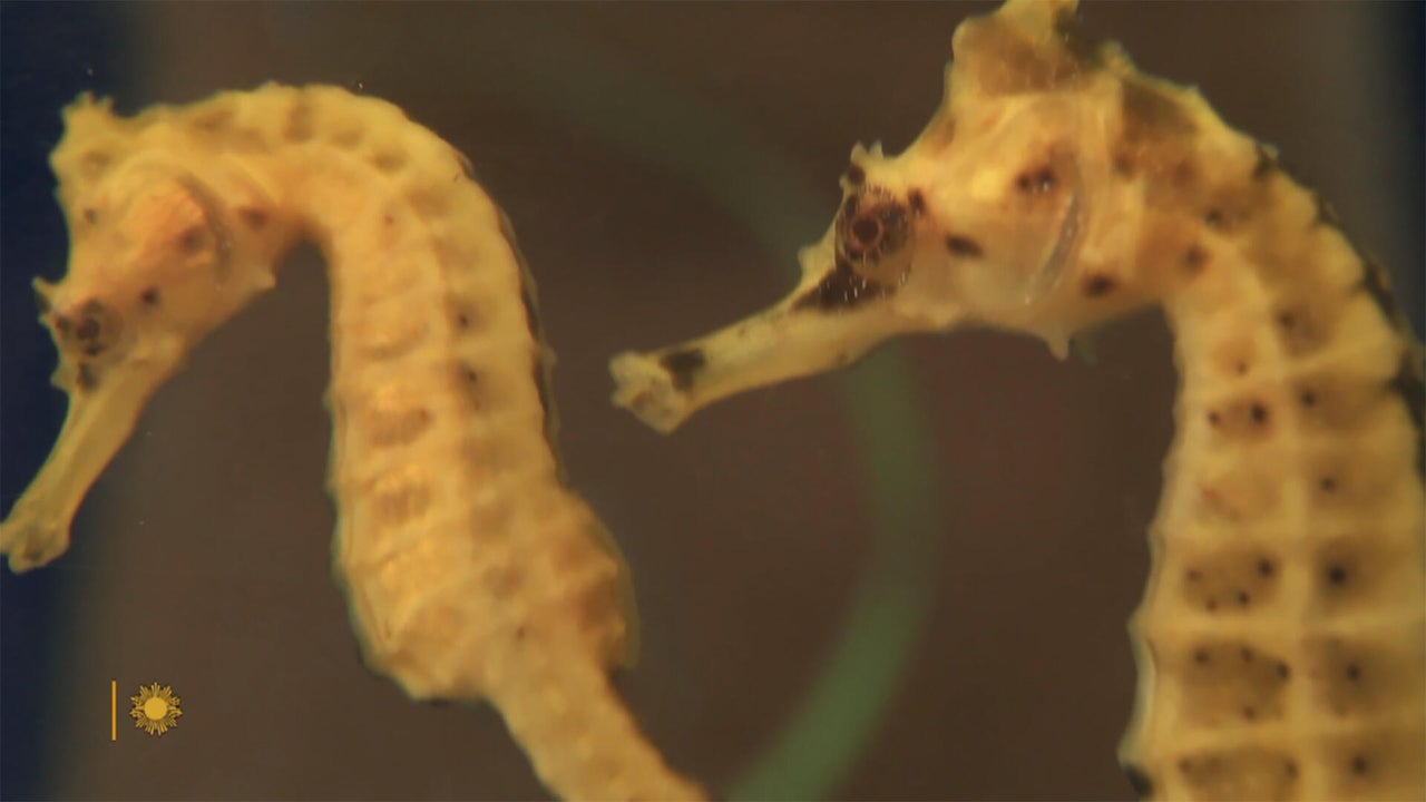 Seahorses and seadragons, some of nature's most curious creatures