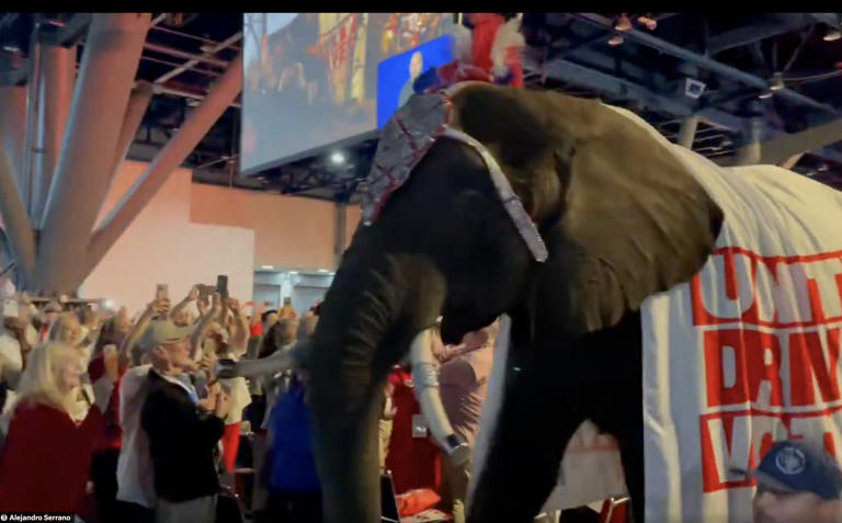 Bad 'pee-r': Elephant in the room urinates on Republican convention ...