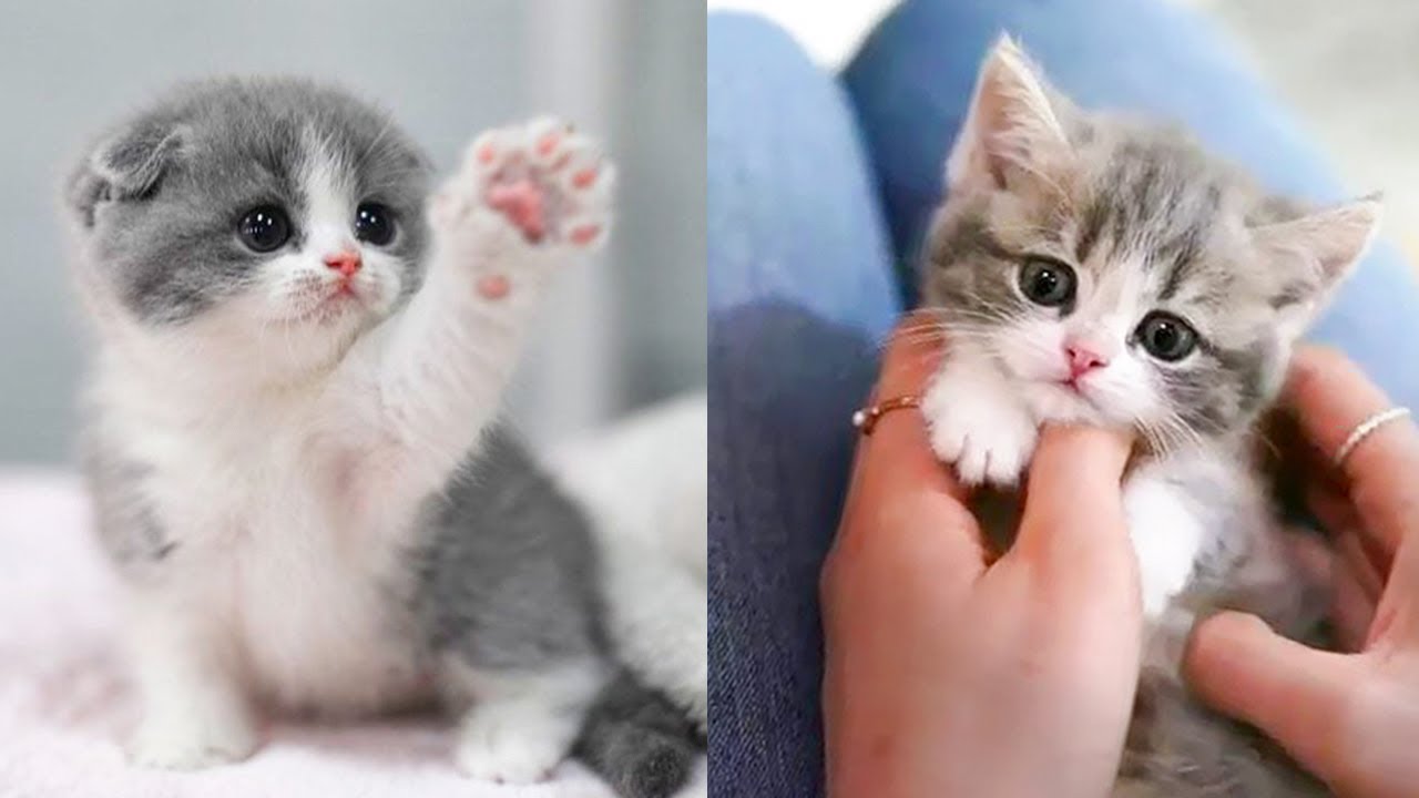 Kleine grijze kitten met een zwaaiende poot
