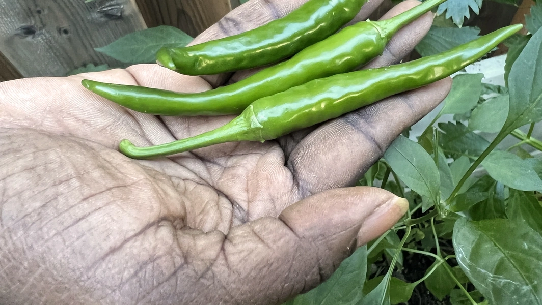 Thai chili varieties and their culinary uses