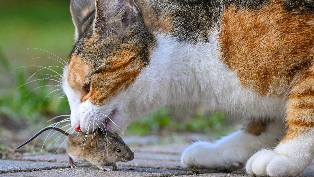 6 cat breeds renowned for rodent control