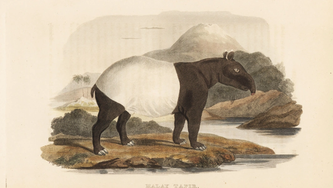 14 Pokémon designs based on real animals