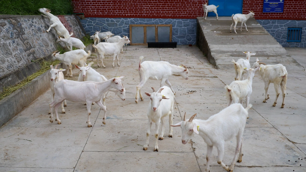 7 charming farm animals in morning scenes