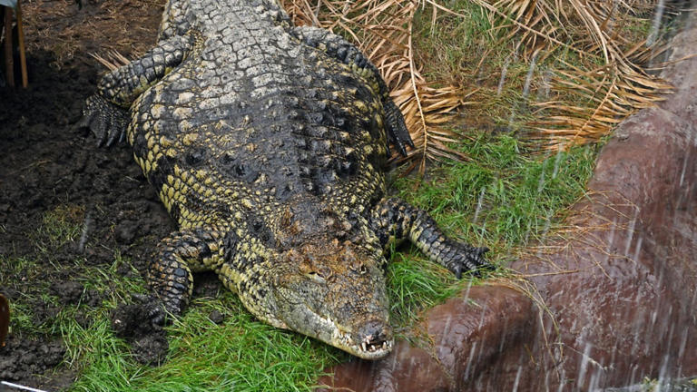 Zookeeper family 'jumped into crocodile pit' to save three-year-old boy