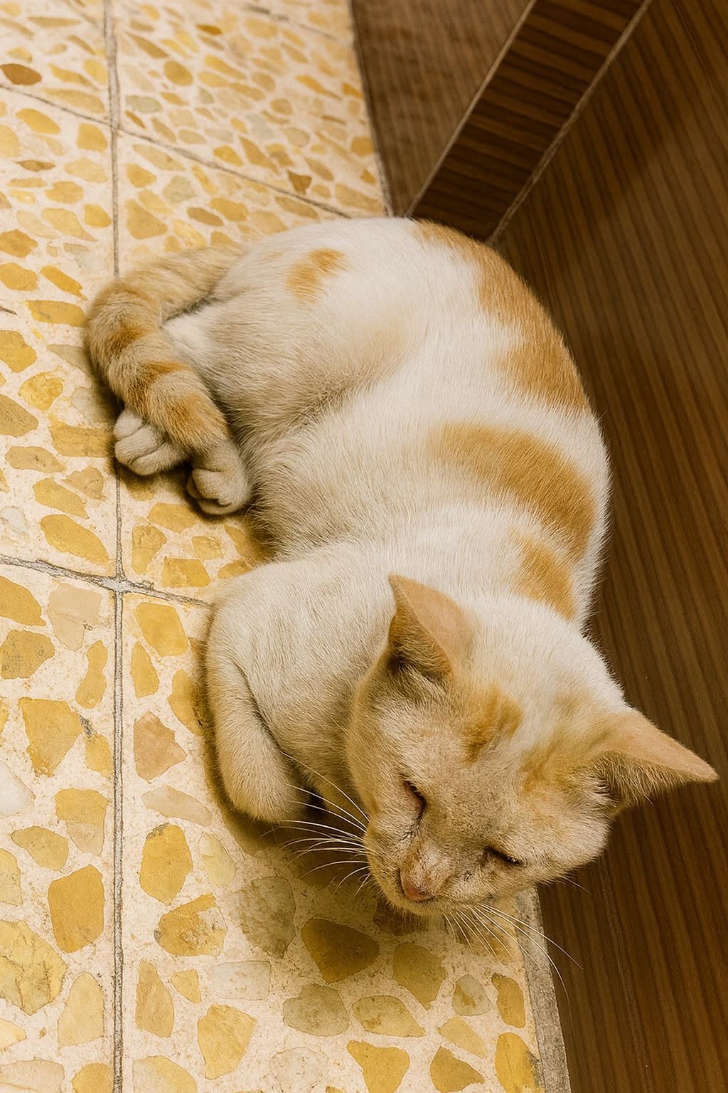 Gatto di strada entra in casa per ripararsi dal caldo: da una settimana ...