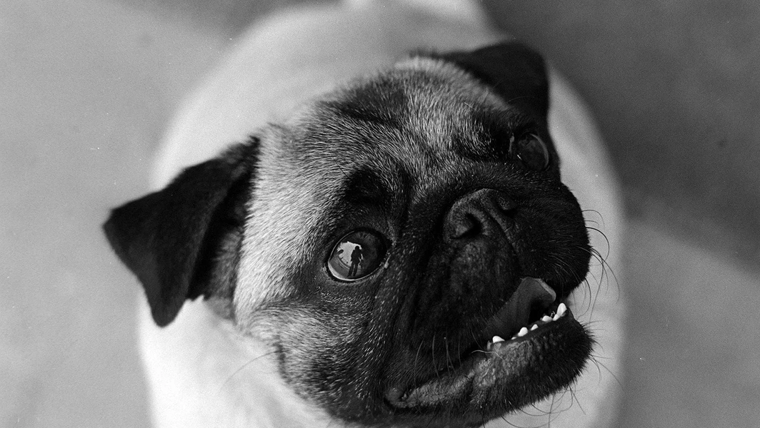 History, traits, and cultural legacy of pugs