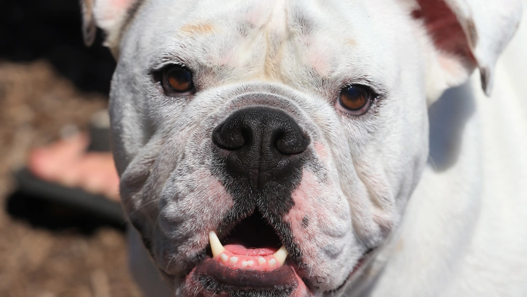 Vets and marine experts advise on dog safety in summer