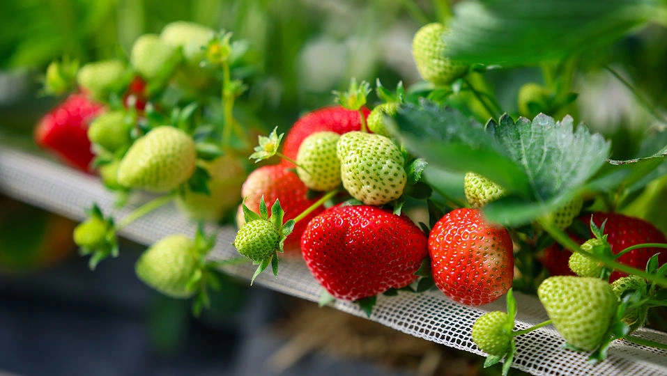 How to grow juicy strawberries at home