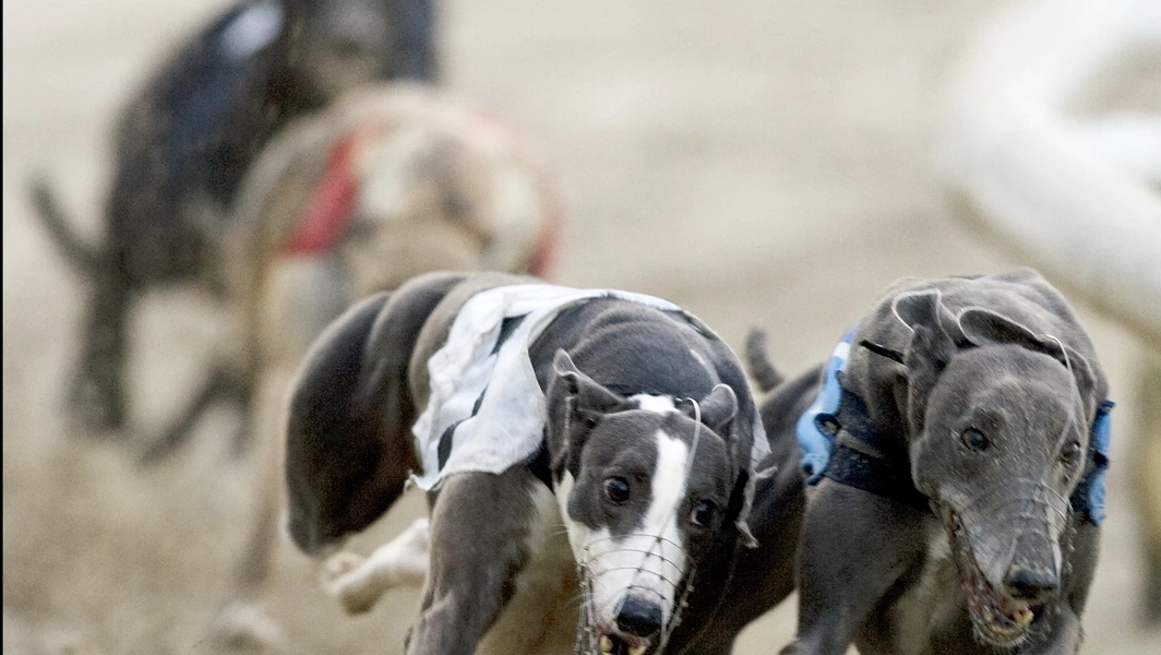 13 fastest dog breeds and their impressive abilities