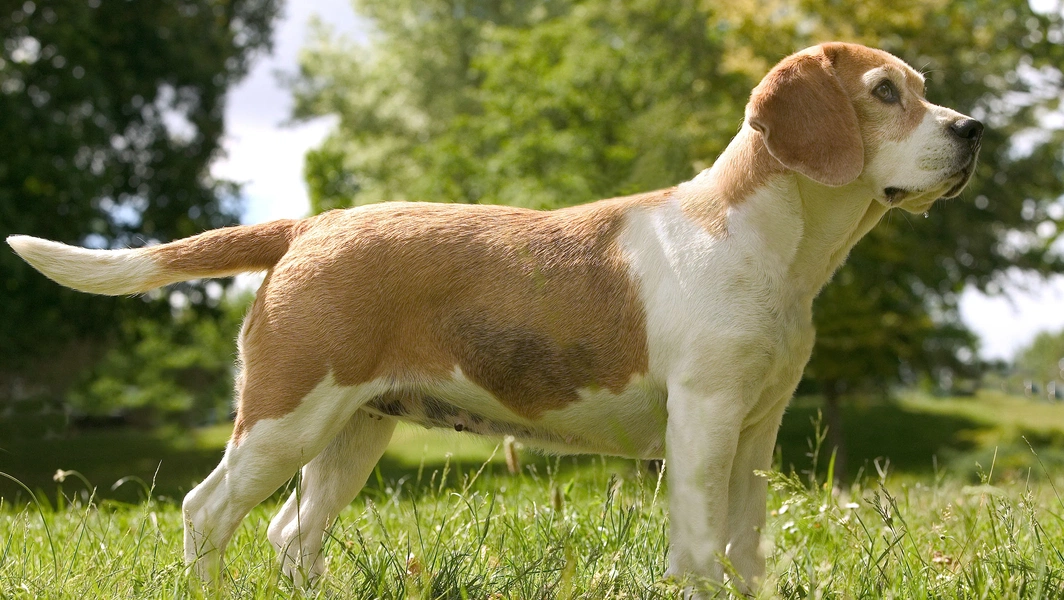 Beagles: History, traits, and cultural impact