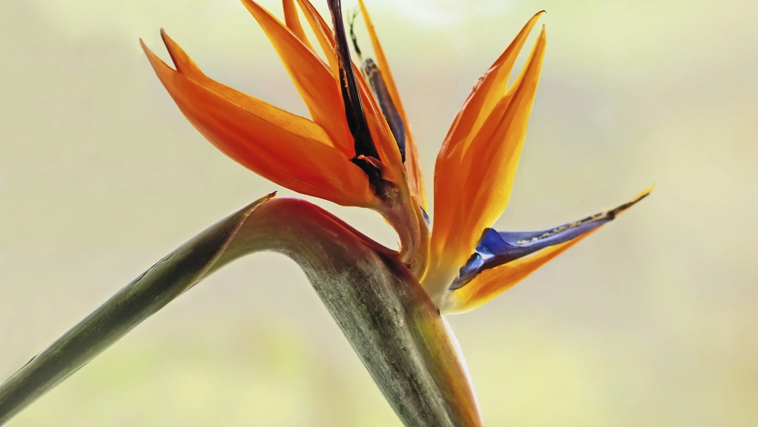 13 plants that thrive in south-facing windows