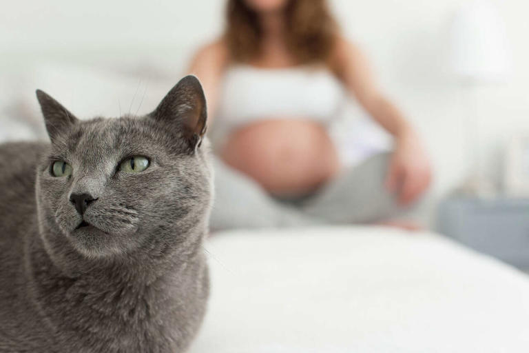 Ask the pediatrician: Protecting yourself and baby from toxoplasmosis