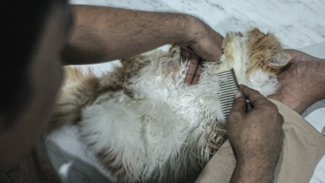Reducing cat shedding through grooming, diet, and care
