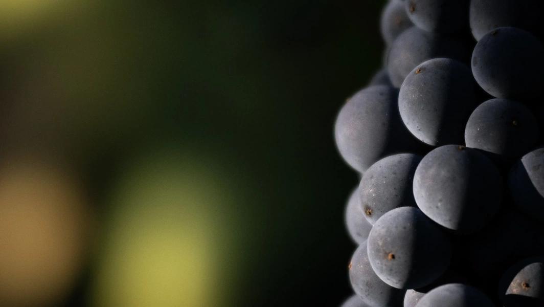 11 grape varieties from table to wine