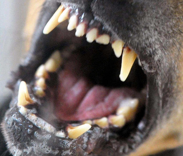Hund von hinten umarmt: Rottweiler beißt Frau ins Gesicht