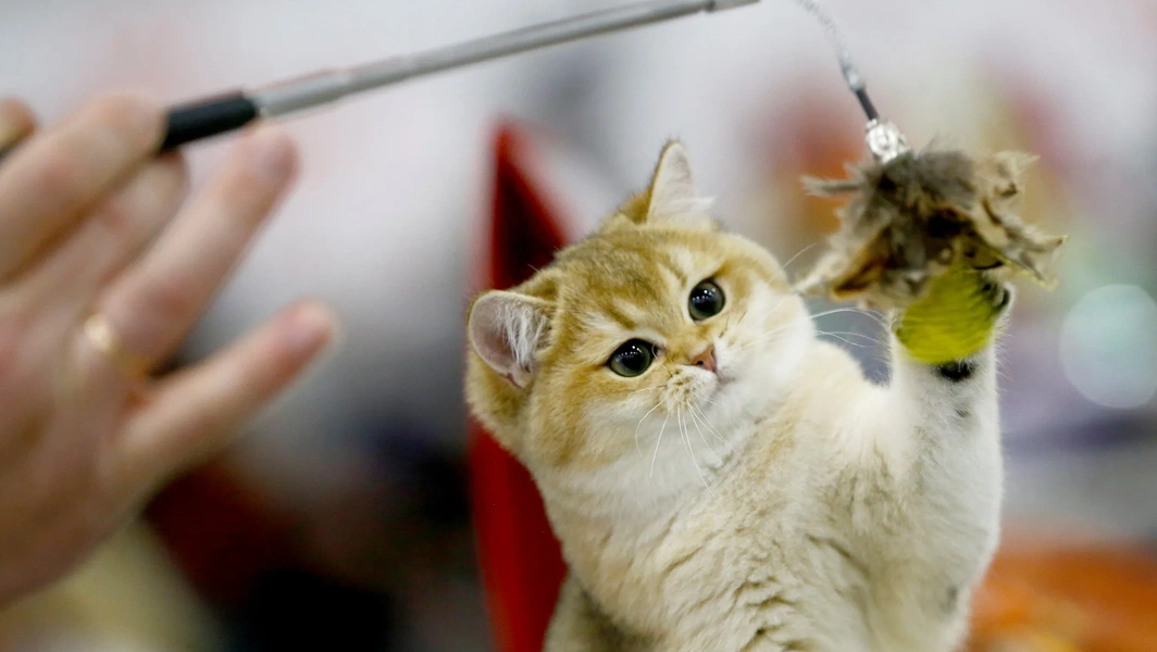 5 popular interactive cat toys on Amazon