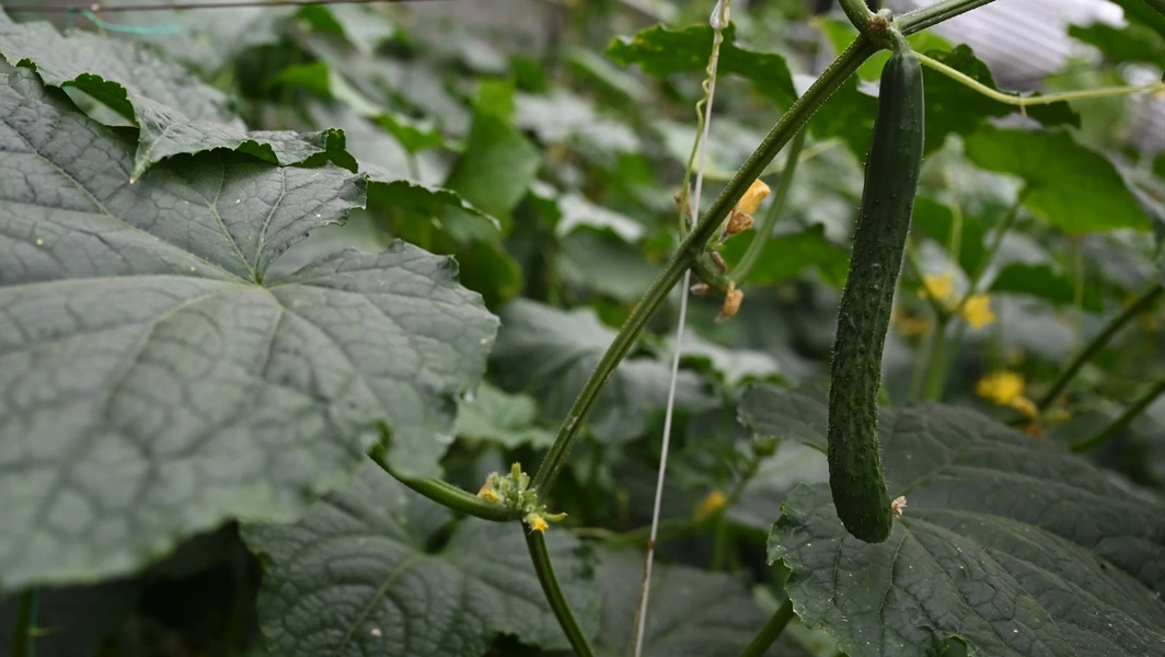 Maximizing cucumber yields through variety and care