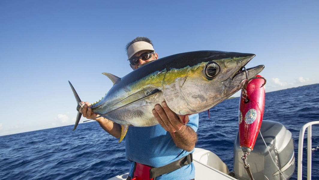 Ahi tuna species, traits, and culinary uses
