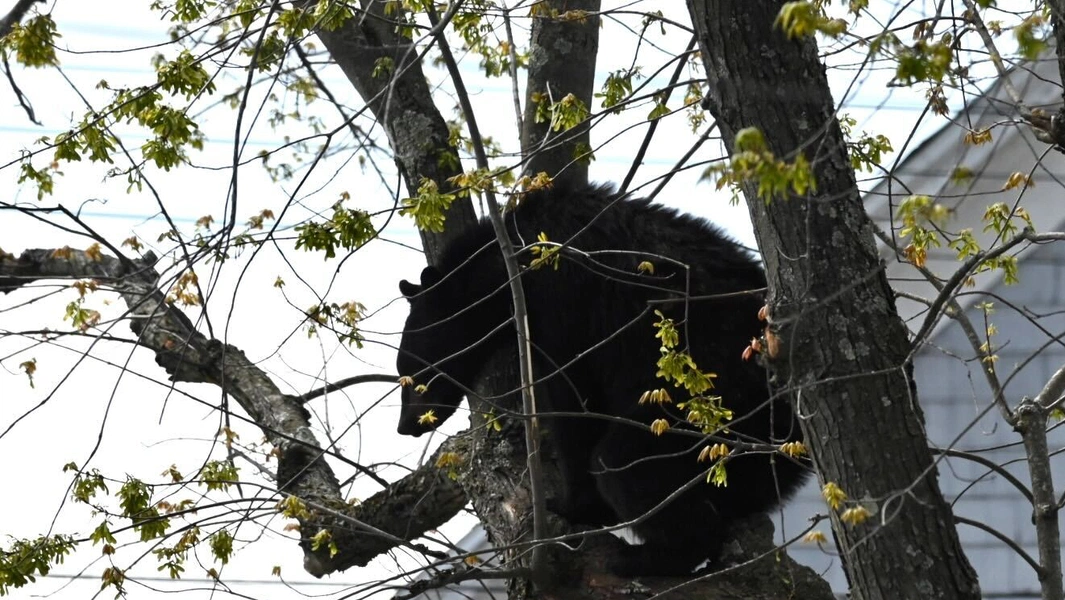 Black bear sightings in New Brunswick linked to seasonal food scarcity