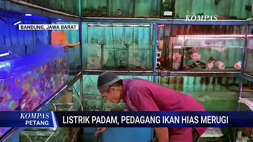 Dampak pemadaman listrik bergilir, ikan hias mati dan pedagang rugi ...