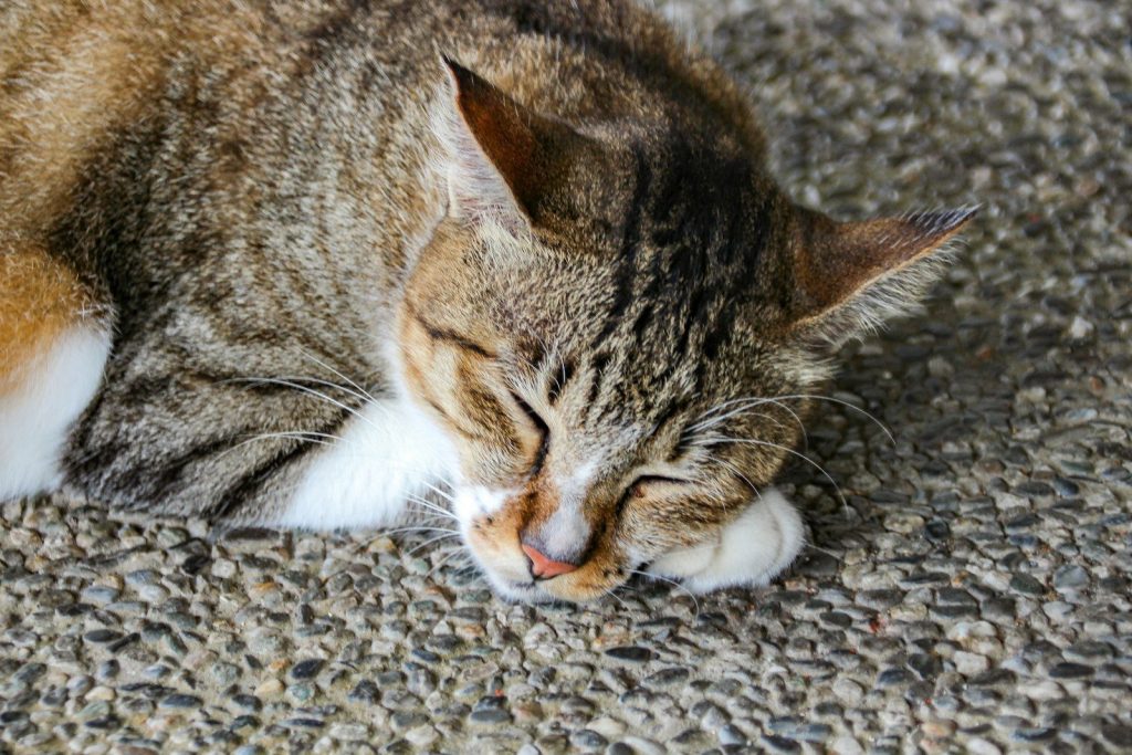 How a patient groomer tamed a terrified rescue cat