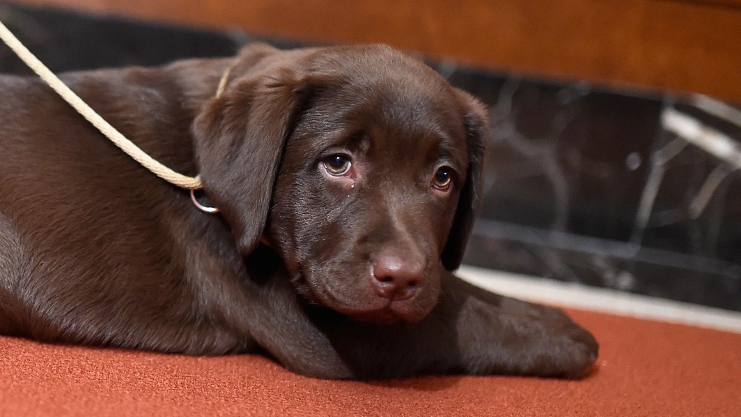Rescue pup surprises owners as breed guess proves wrong