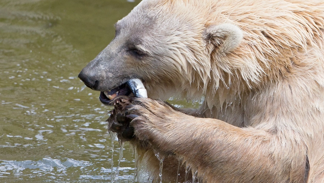 Exploring the science and reality of hybrid animals