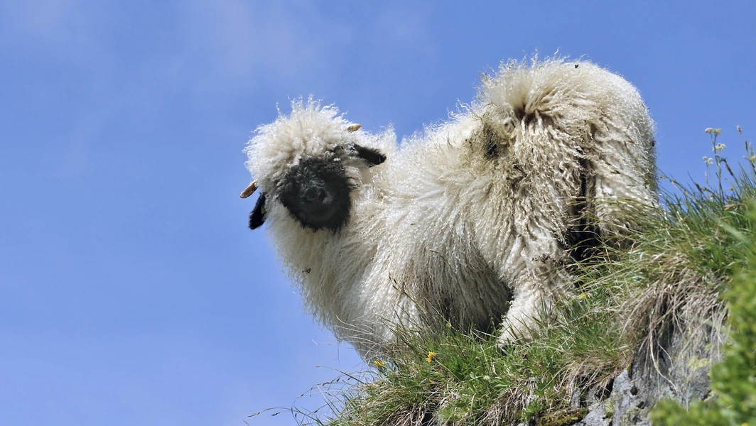 7 adorable and distinctive sheep breeds