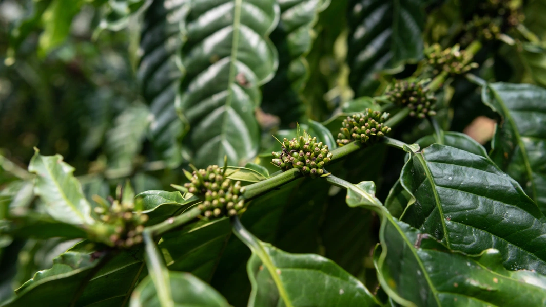 10 coffee cultures across Asia and South America