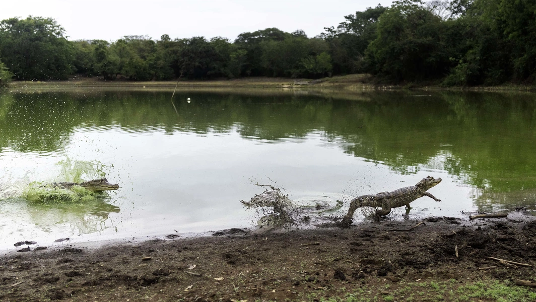 4 wild alligator encounters on Florida golf courses