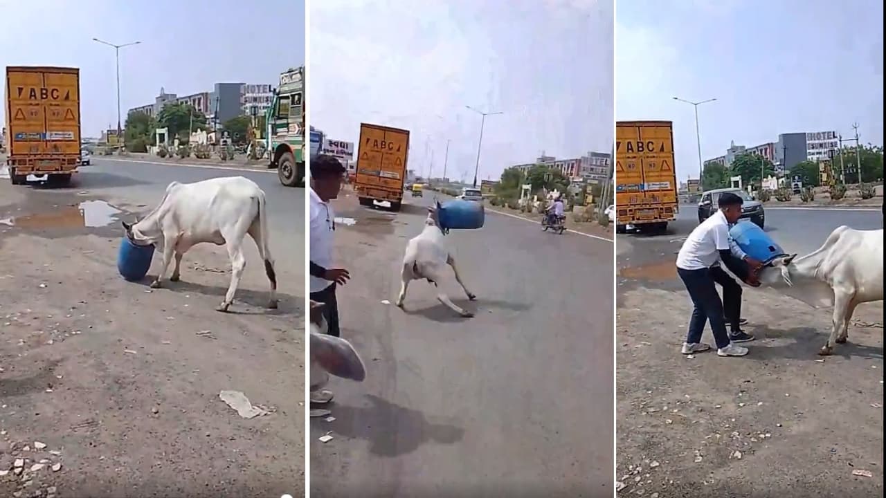 Stray cow gets head stuck in plastic drum on Gujarat road, rescue video ...