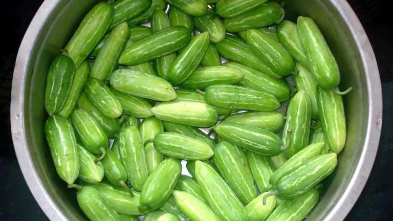 Kundru recipes that turn this humble vegetable into a star