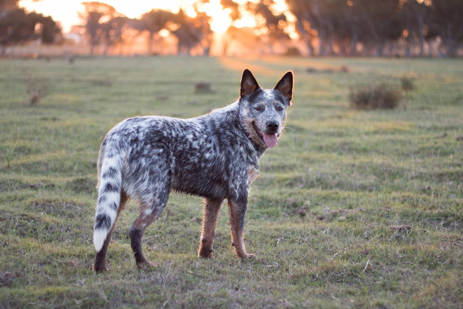 Terrified farm dog forms unlikely friendship with 1,000-pound bull Reggie