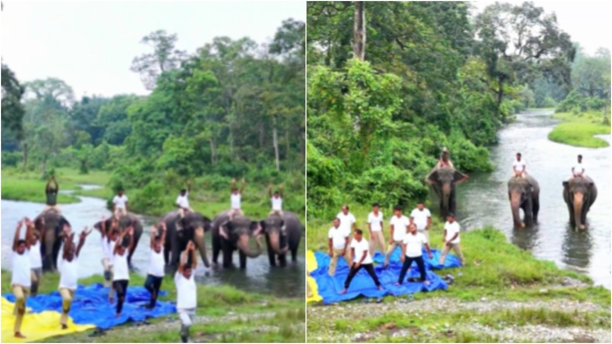 Watch: IFS officer shares video of rangers doing yoga with elephants in ...