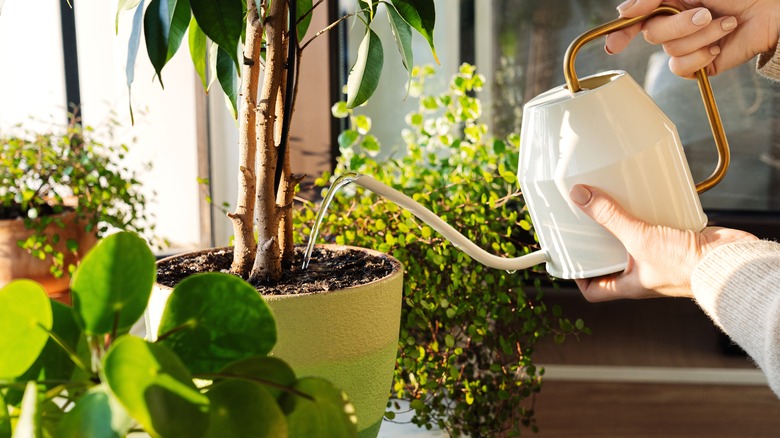 5 easy-to-grow plants that are perfect for your dorm room