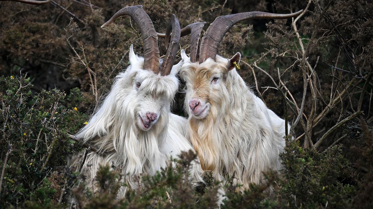 Age of Empires II’s goats used as AI building blocks to build a neural ...