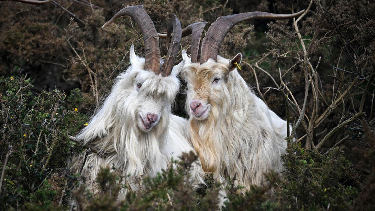 Age of Empires II’s goats used as AI building blocks to build a neural ...